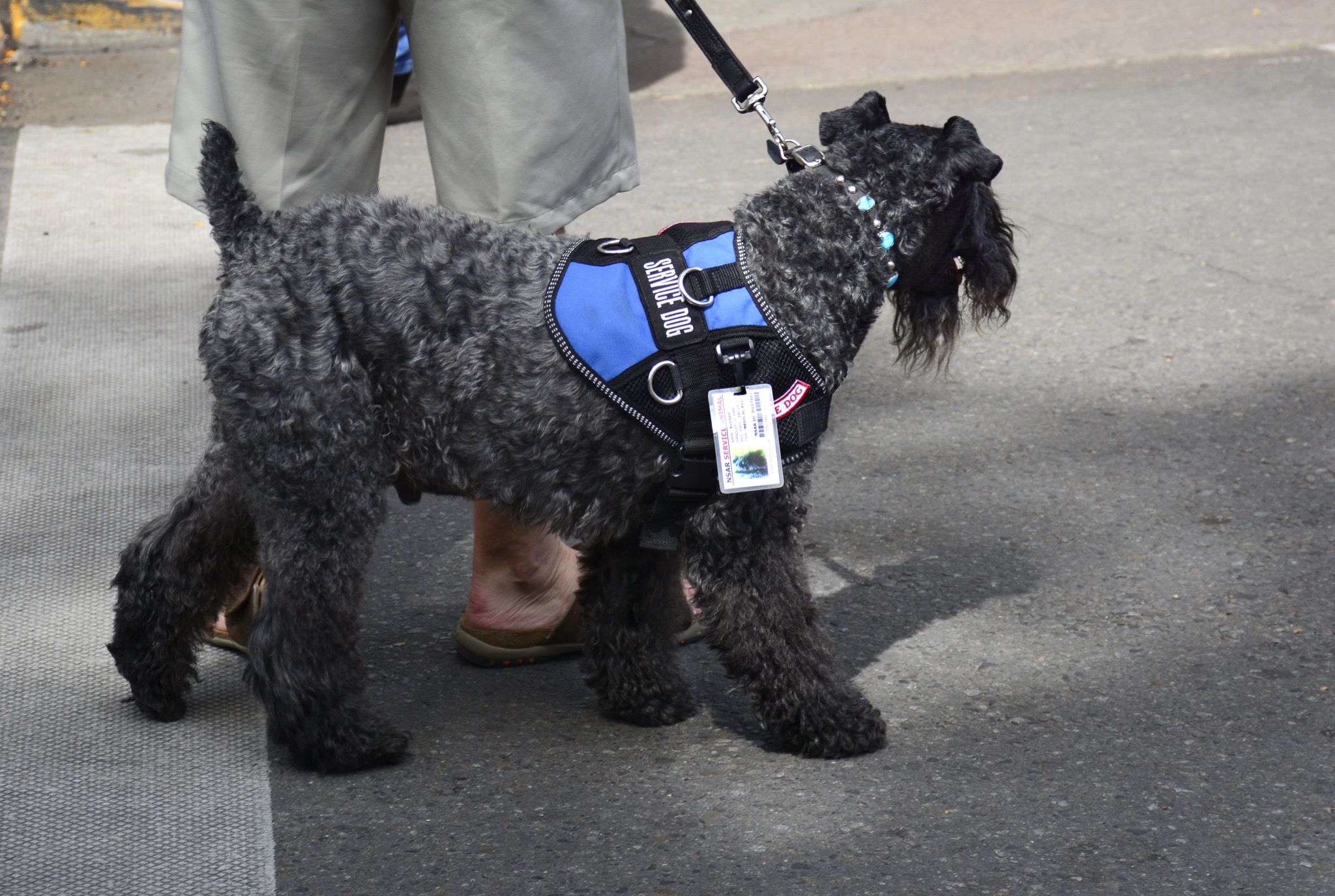 Service dog leaves its human to find help — and is 'swatted away'