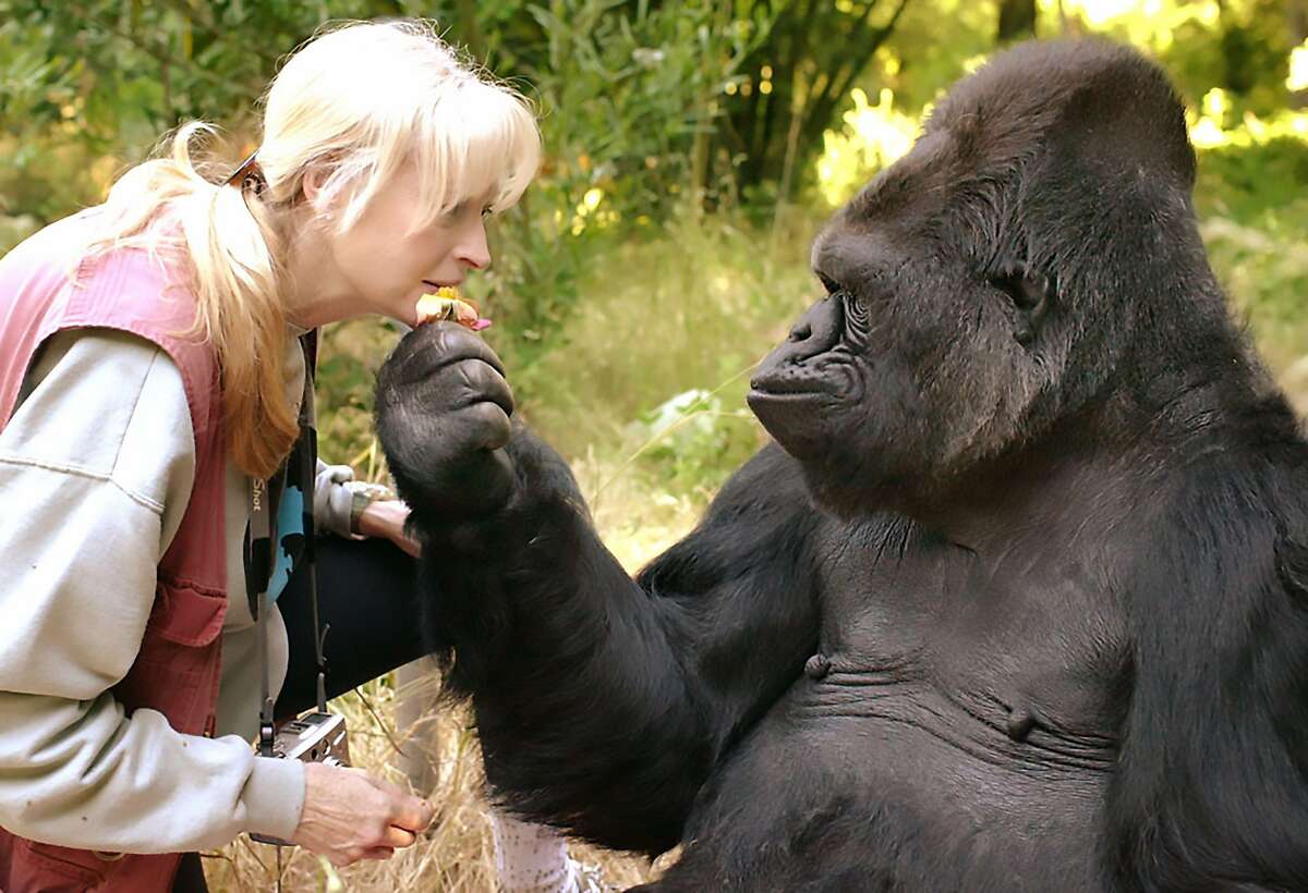 Longtime caretakers of Koko the signing gorilla in fight over her companion