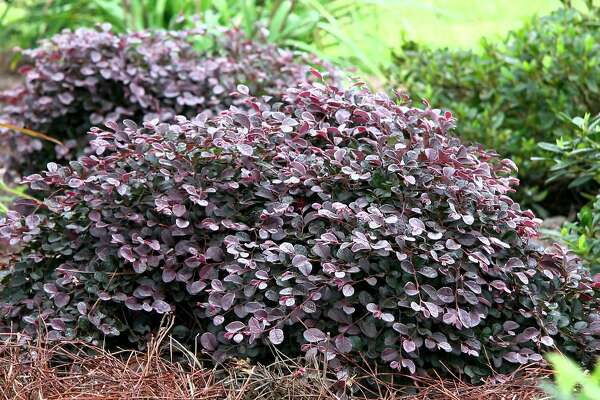 Let this ‘Purple Pixie’ bring a little color to the garden ...