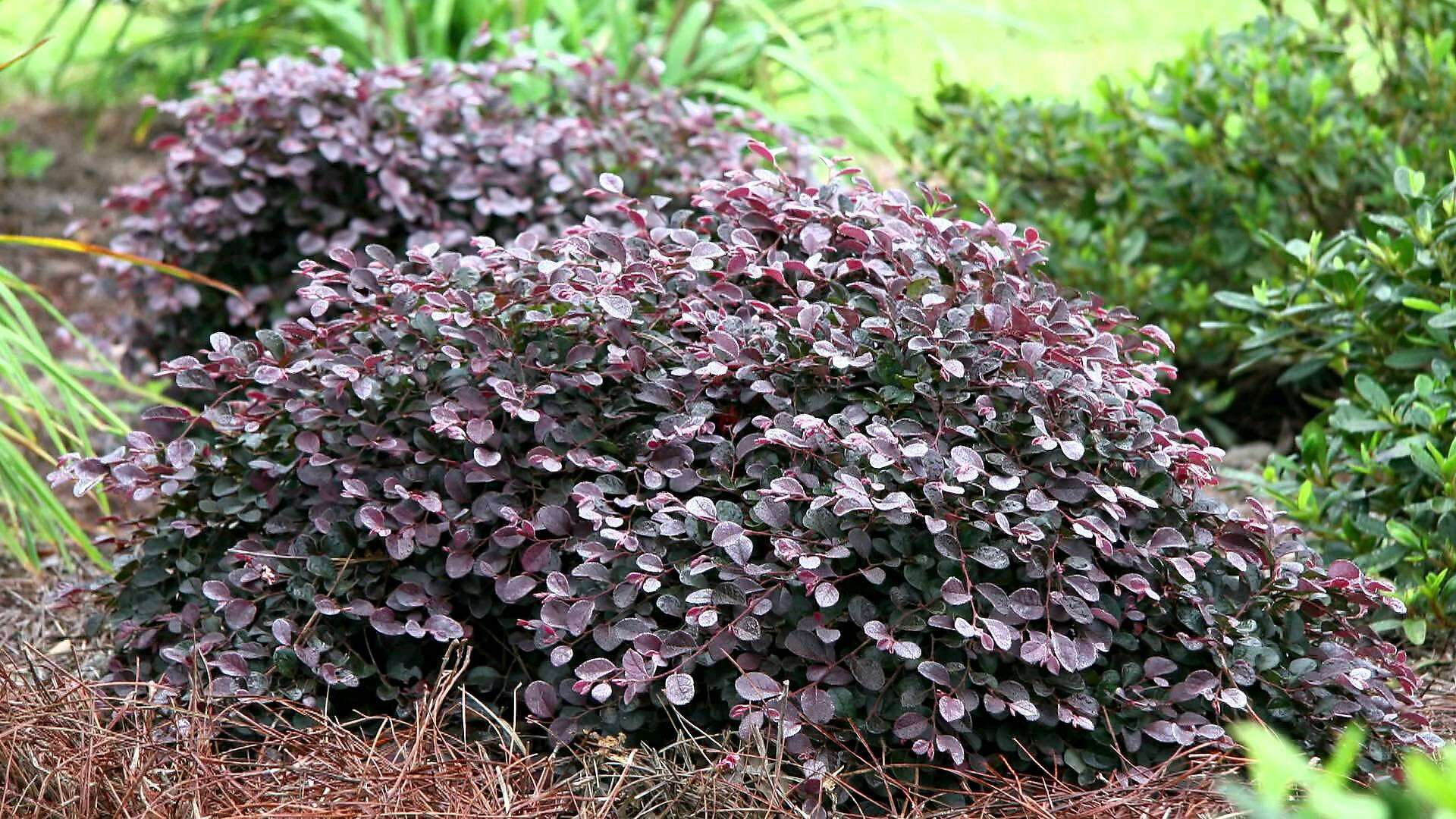 Let this ‘Purple Pixie’ bring a little color to the garden