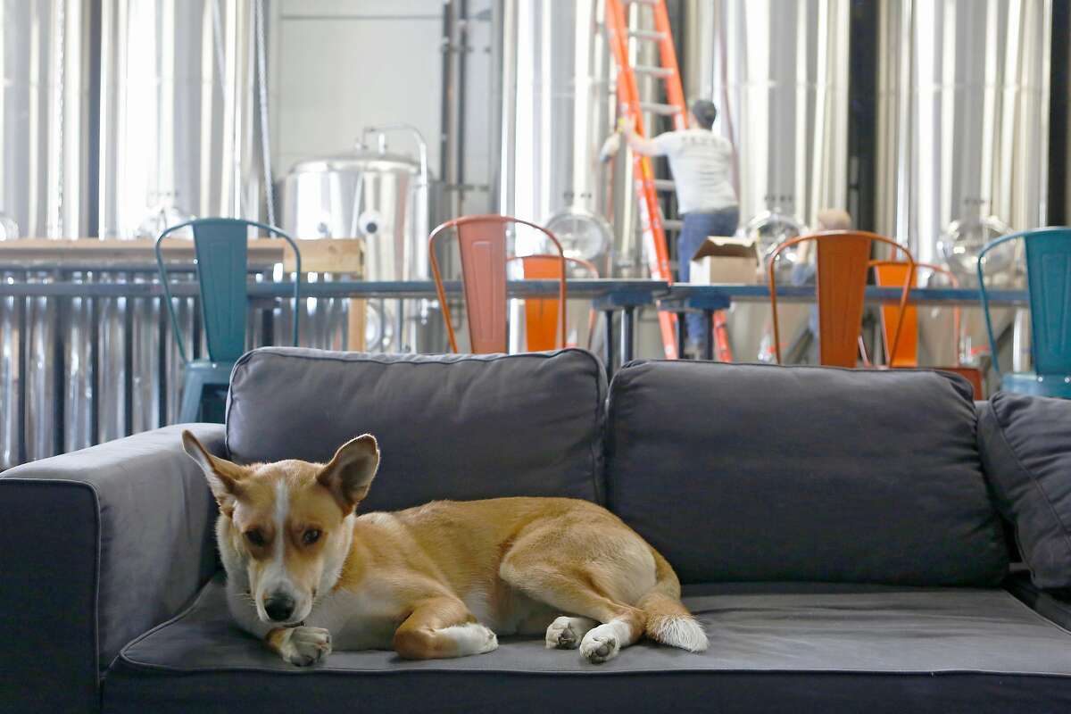 How the surging Seven Stills found the magic formula of beer and spirits