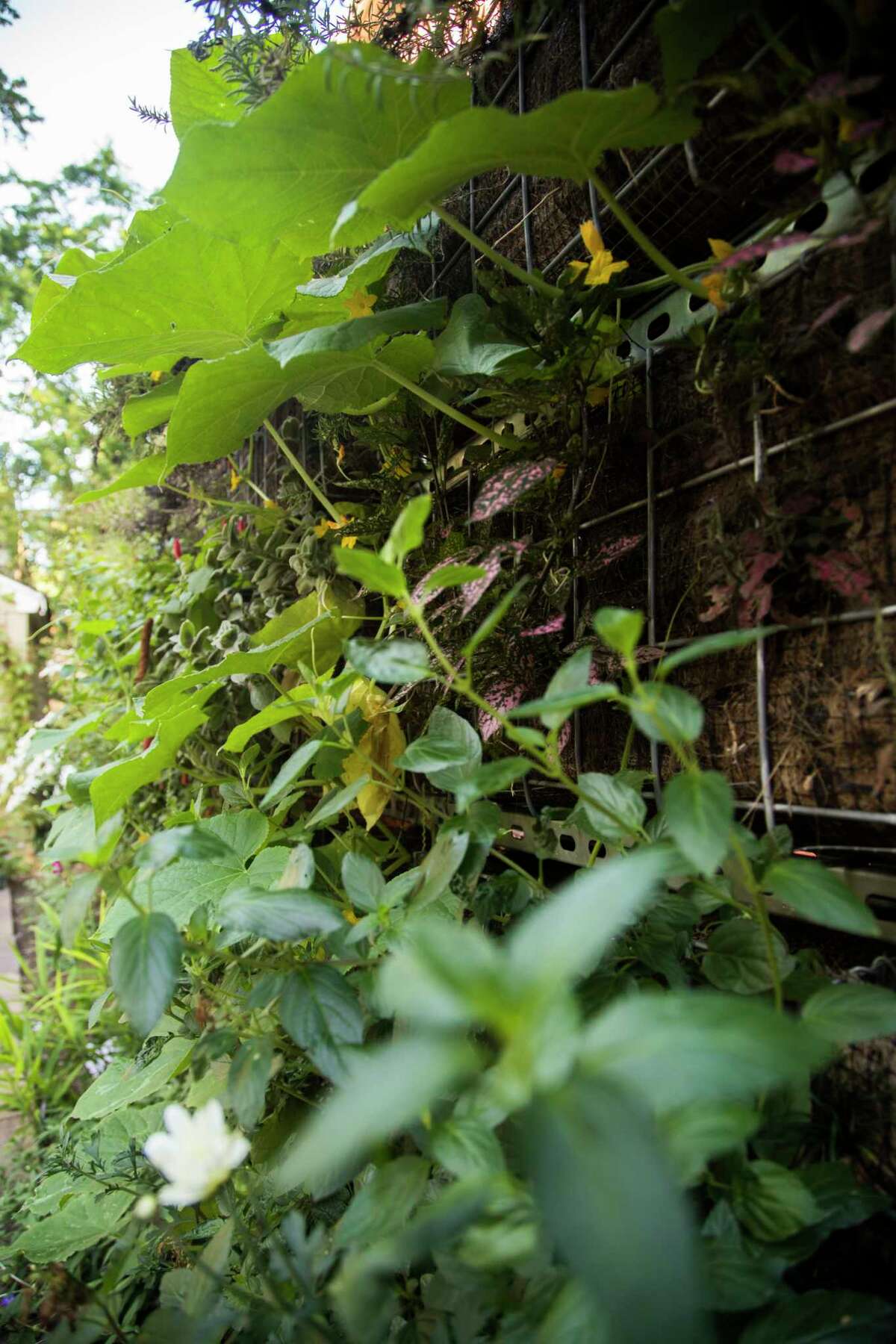 This sustainable garden in West U puts Houston's rain to work