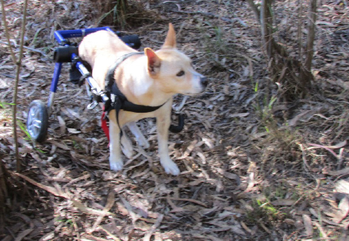 PETS REMEMBERED: Kiku