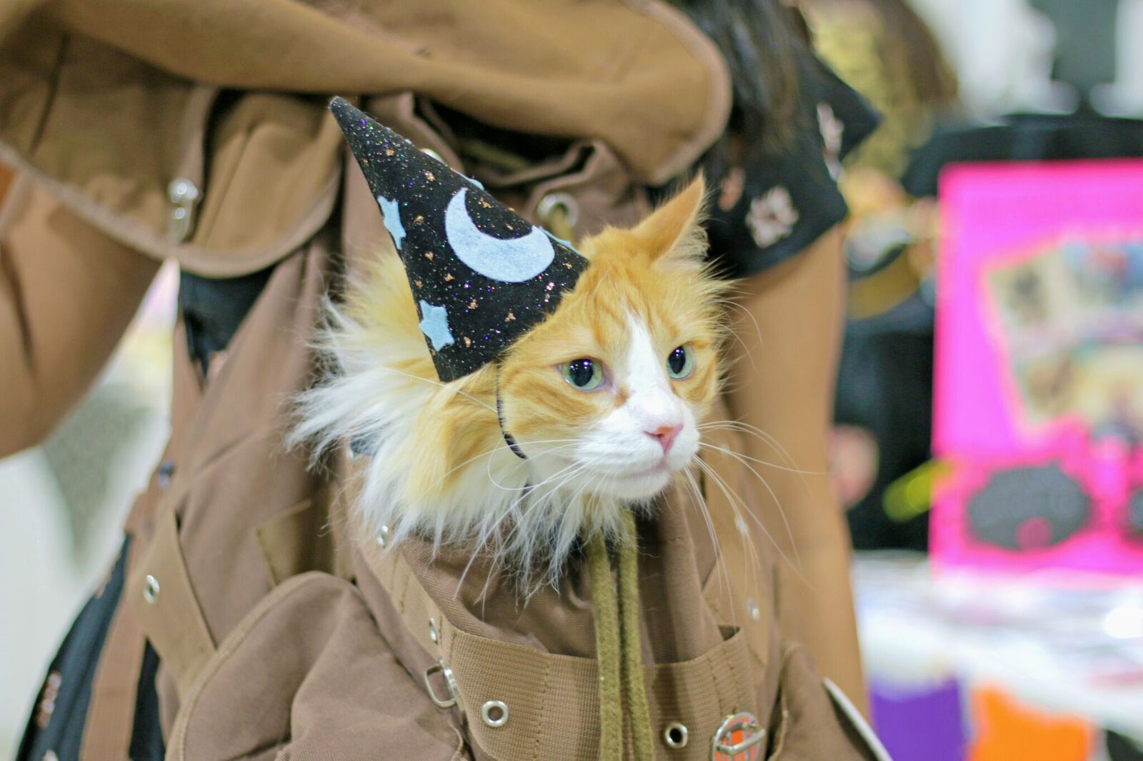 Cat, Pop Culture and Art Convention coming to Central Texas