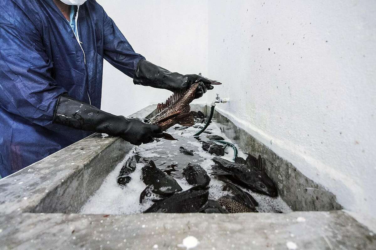 Bay Area men’s plan to market invasive fish from Mexico hits snag in U.S.