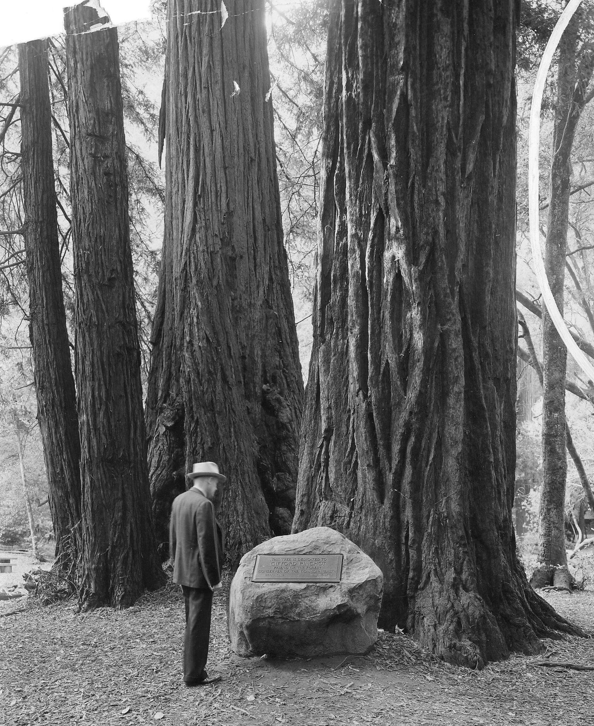 How one couple saved Muir Woods from becoming a dammed reservoir