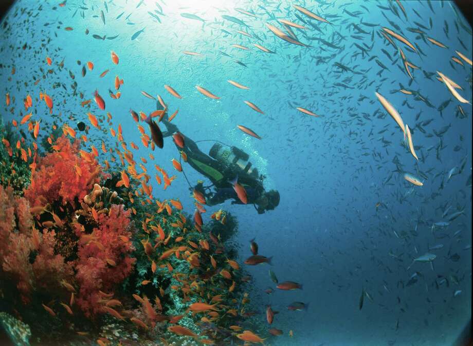 Yes, coral reefs thrive in the Gulf of Mexico — and they deserve ...