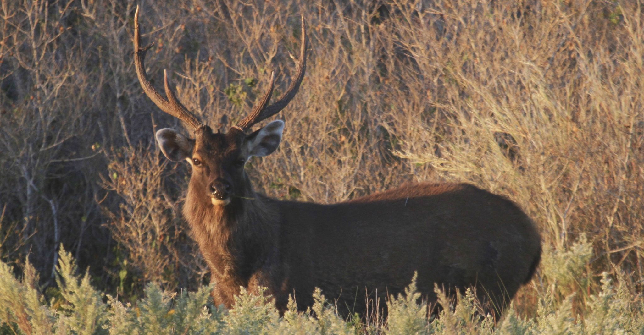Lottery-like public program offers expanded Texas hunting opportunities