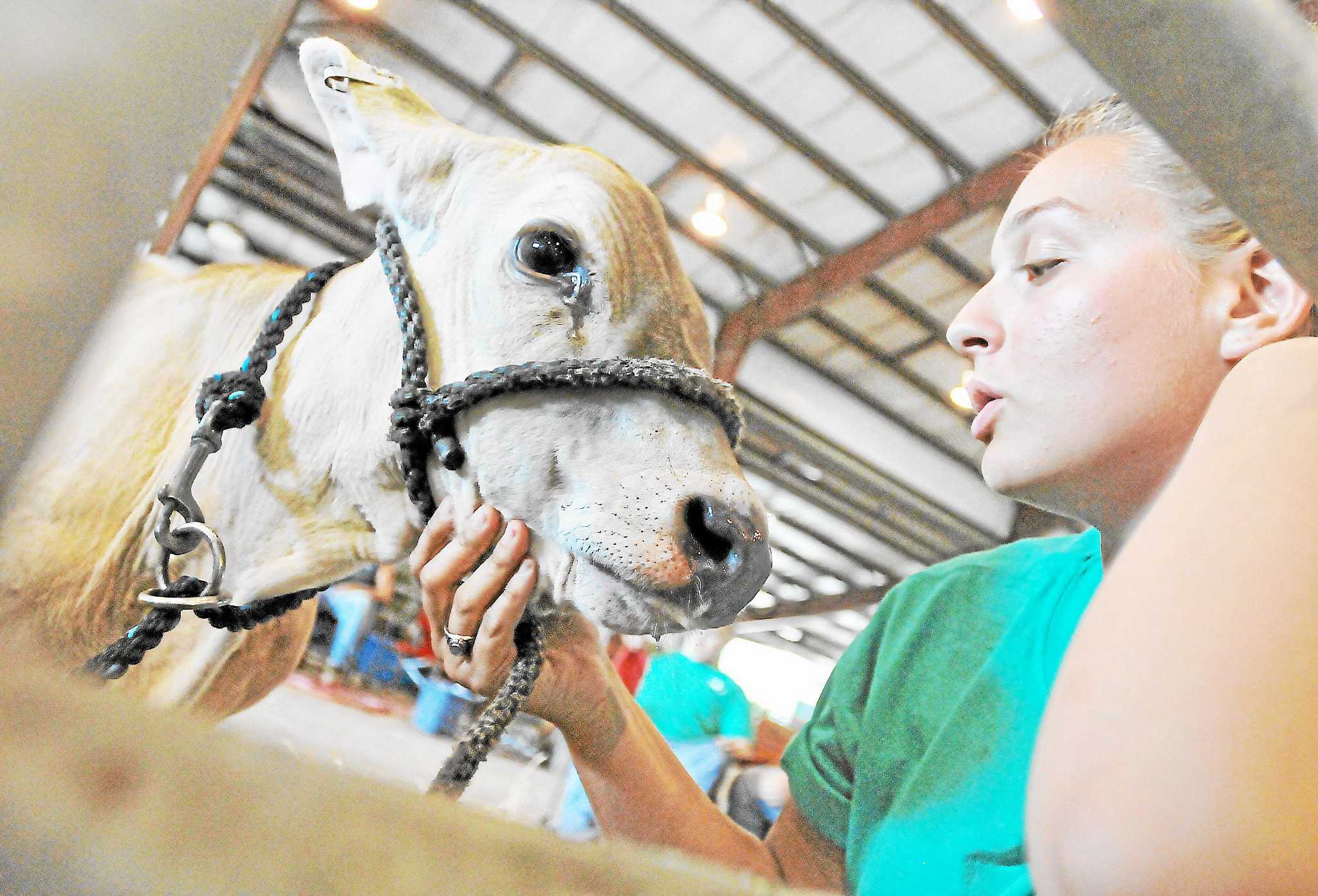 Nearly 300 years of dairy farming comes to end in Durham, victim of ...