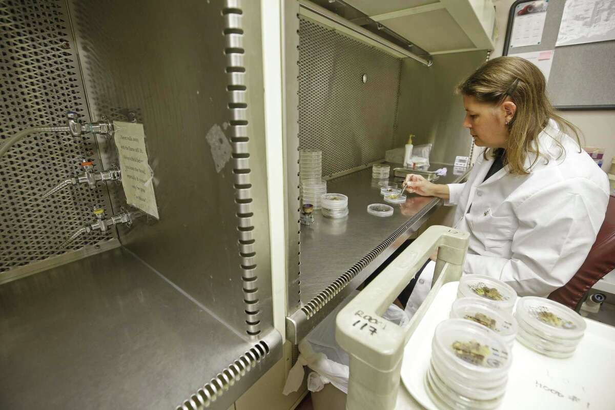 A&M cotton research could open new front in war on weeds