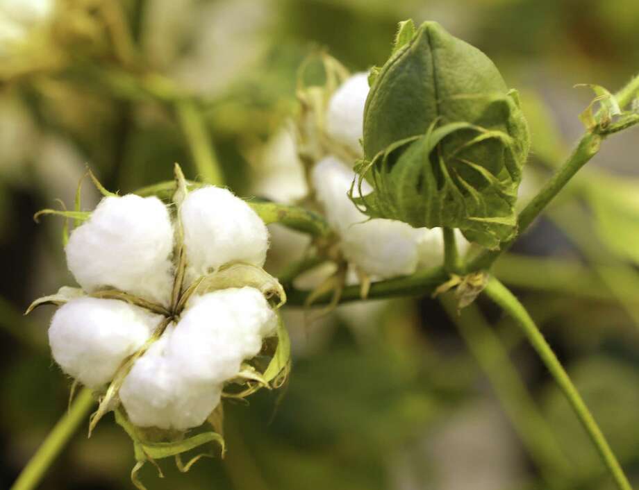 cottonplant-千图网