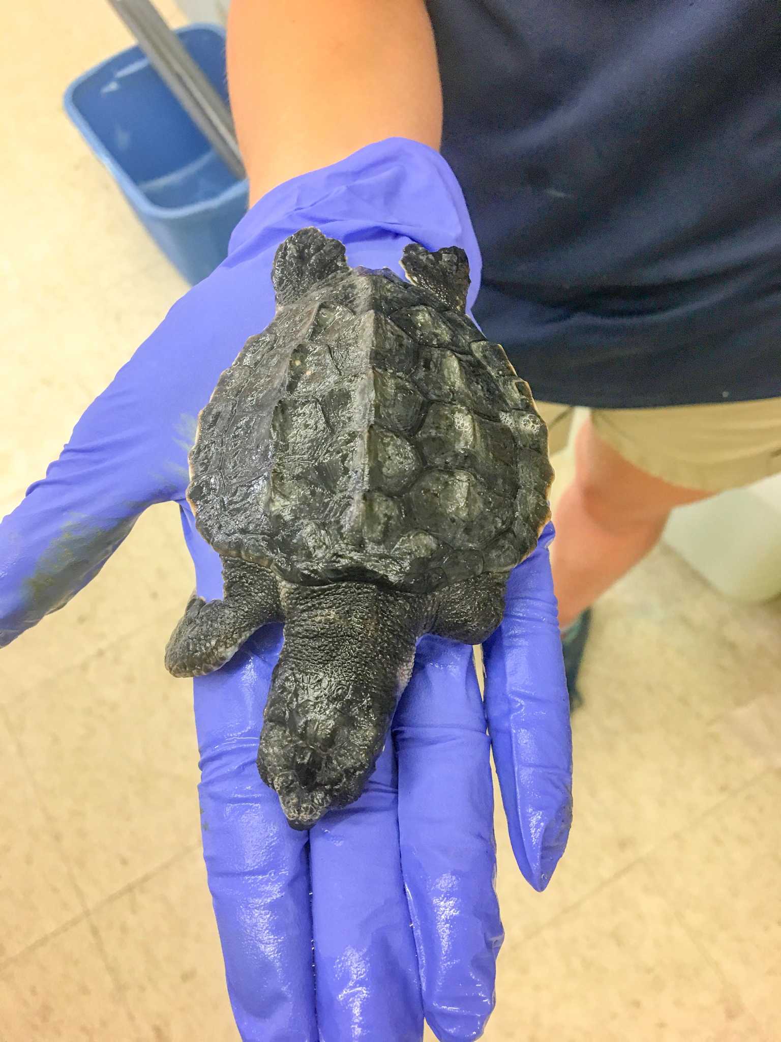 Critically endangered sea turtle species now at Texas State Aquarium