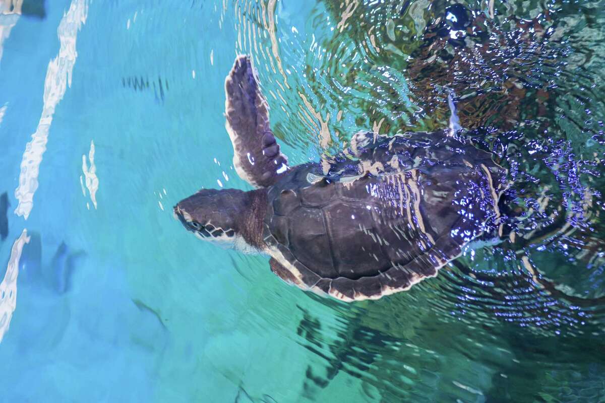 Critically endangered sea turtle species now at Texas State Aquarium