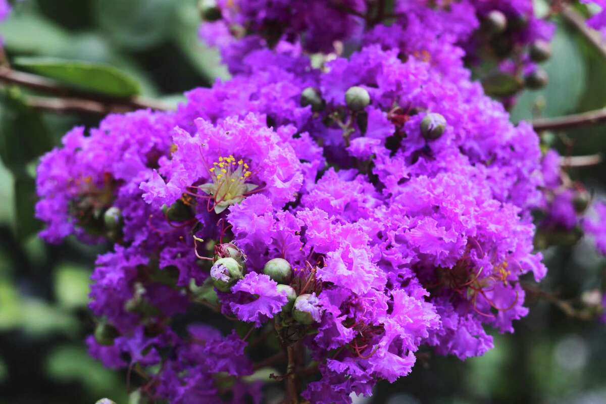There’s a lot to love about crape myrtles