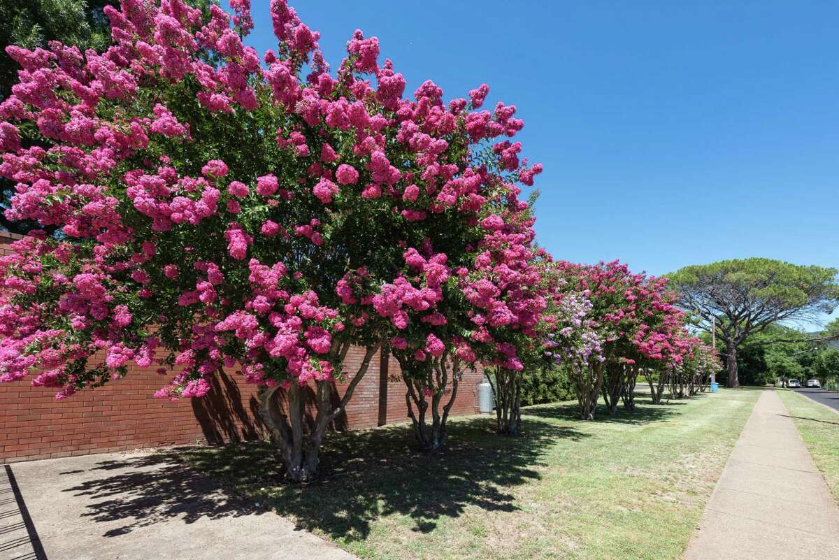 There’s a lot to love about crape myrtles