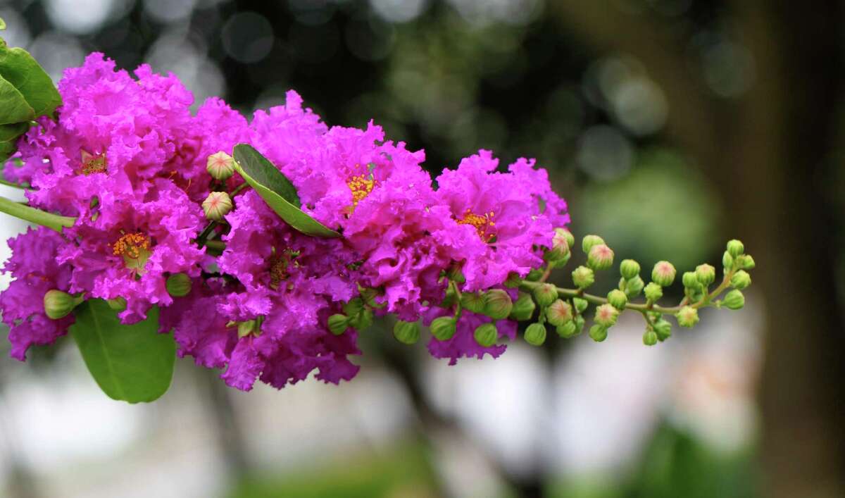 There’s a lot to love about crape myrtles
