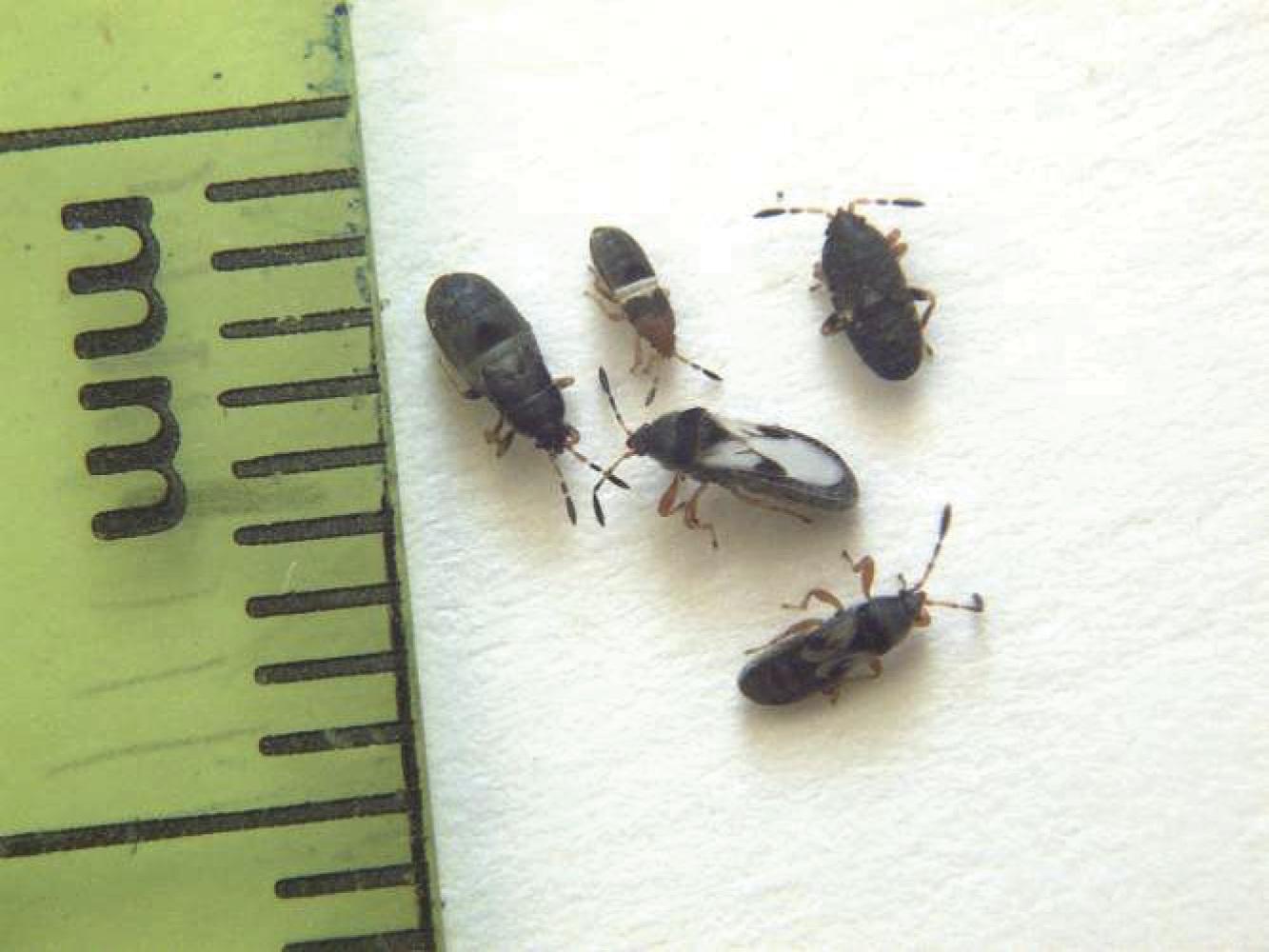 Michael Potter: Two of the biggest insect issues for lawns, coming soon….