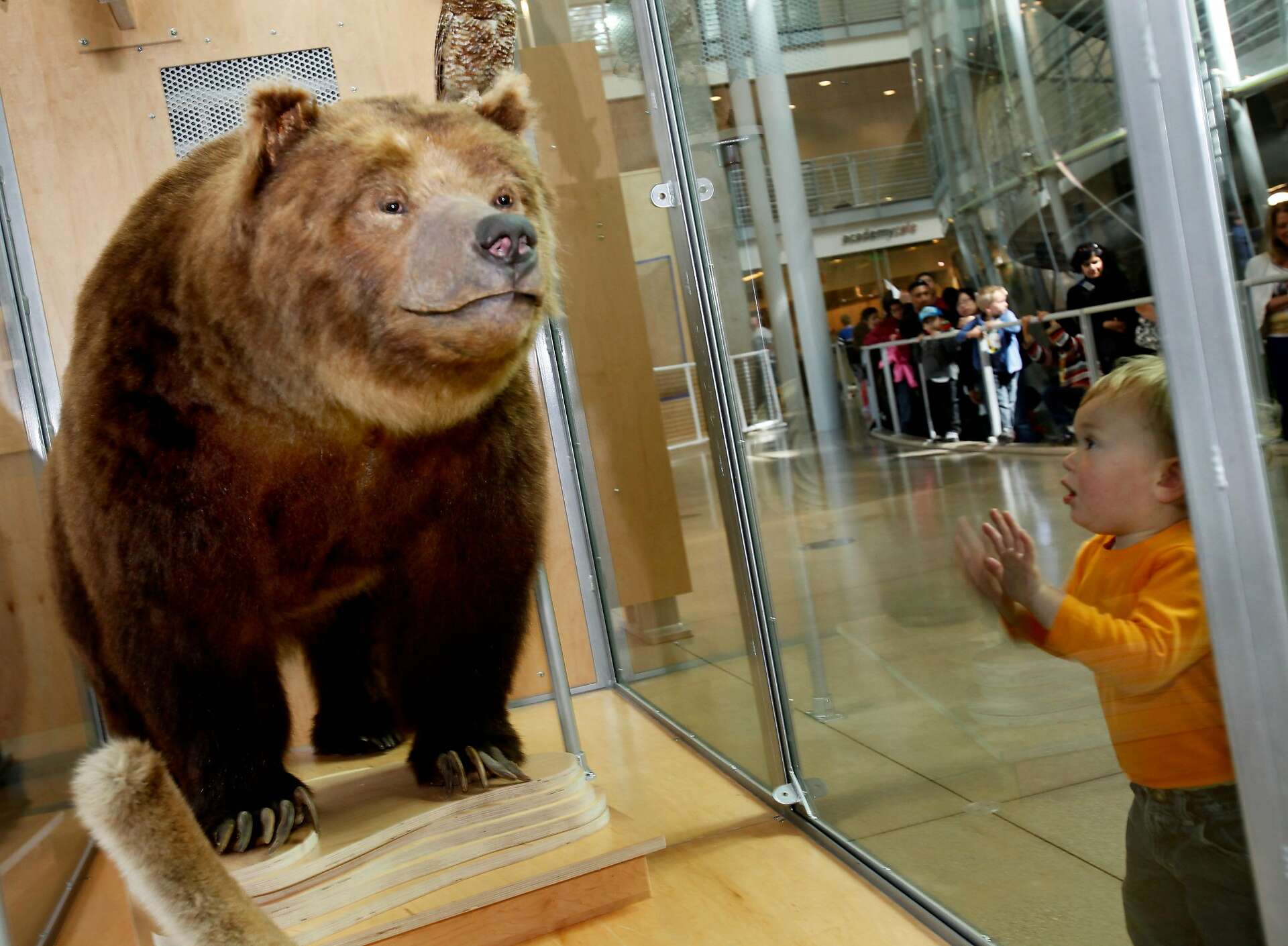 The original Grizzly Adams kept his bears on a chain in SF
