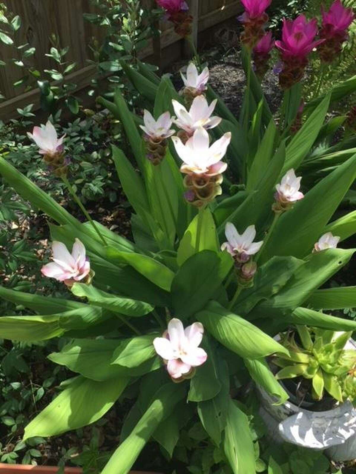 Siam tulip gingers create stunning displays in the summer garden