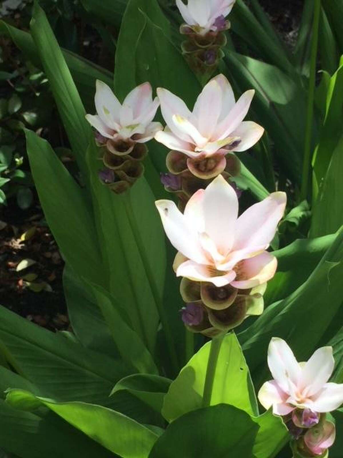Siam tulip gingers create stunning displays in the summer garden