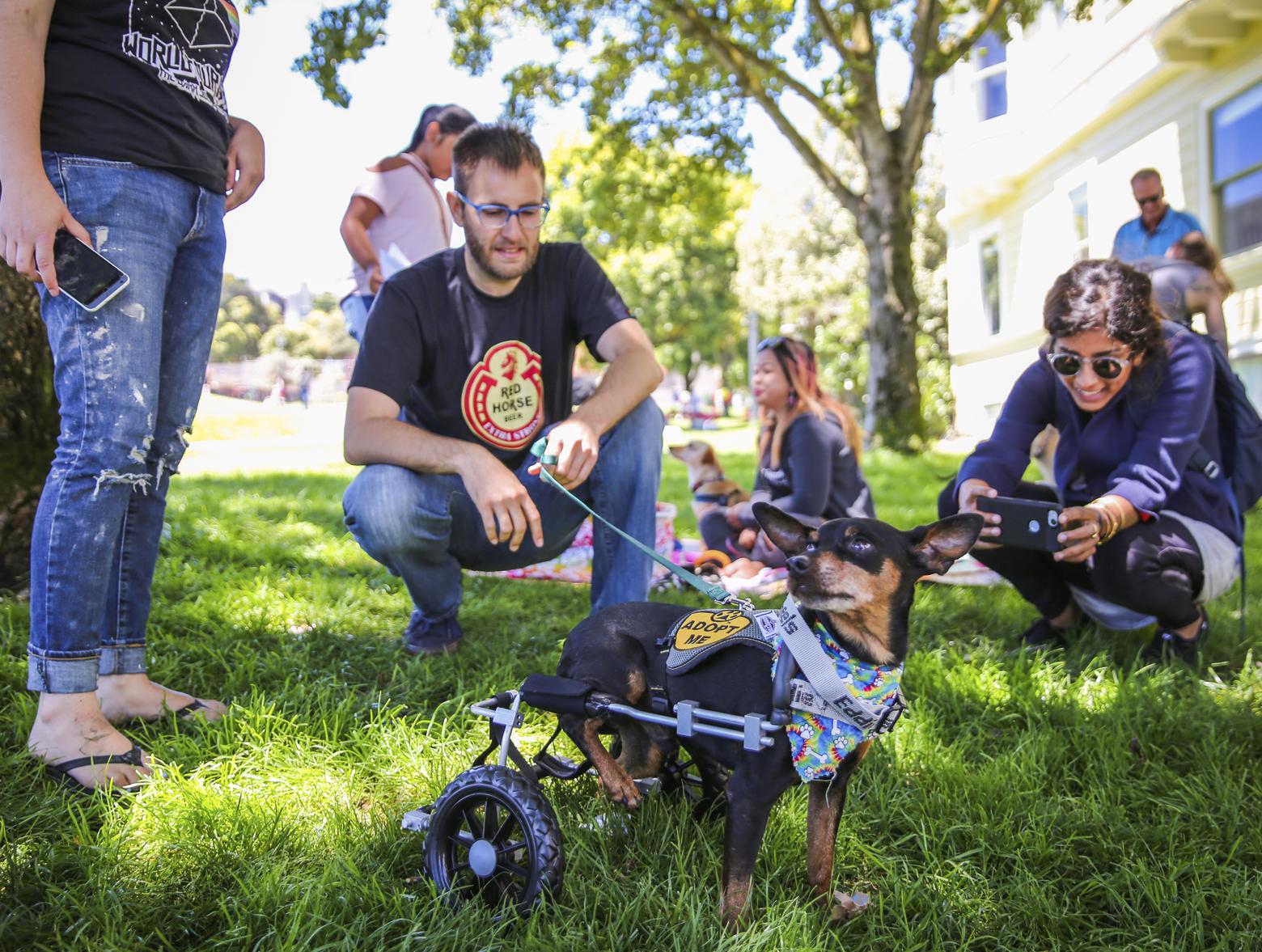 Special dogs have their day at San Francisco picnic for 3-legged pups
