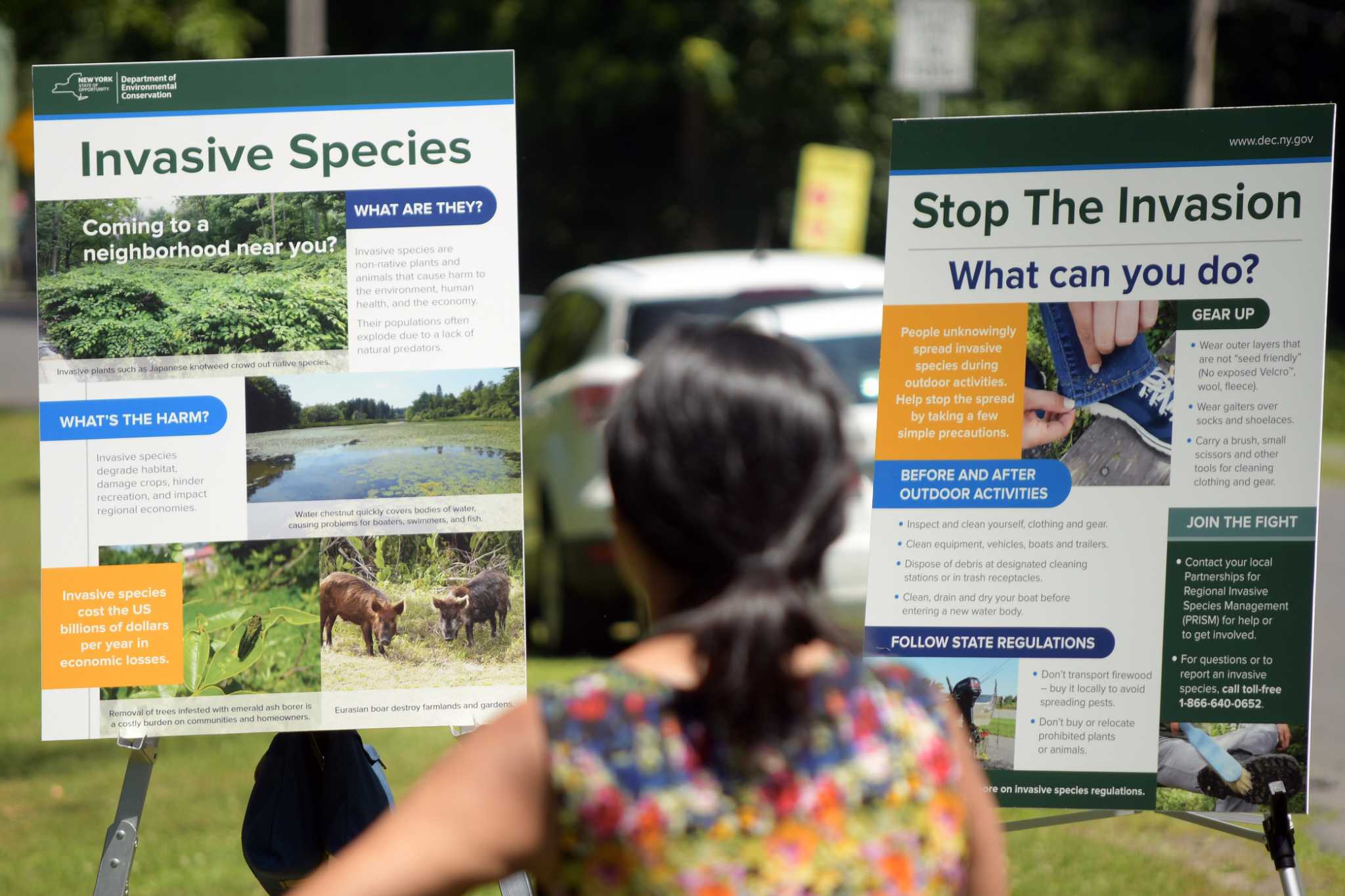 Identify invasive species and win prizes during New York Invasive ...