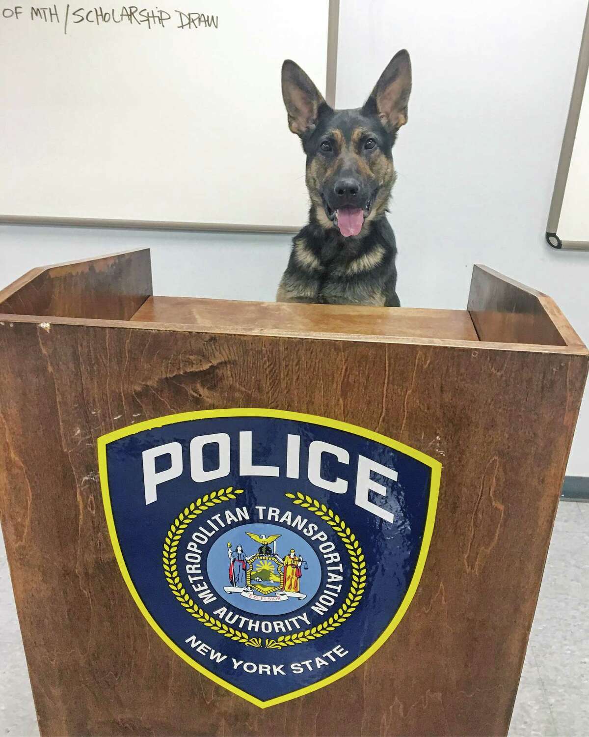 MTA K-9 unit has selective progress for dogs, handlers