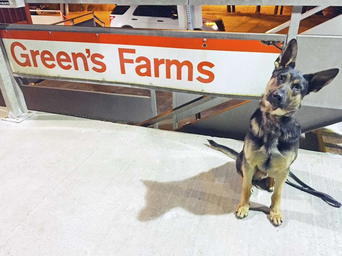 MTA K-9 unit has selective progress for dogs, handlers