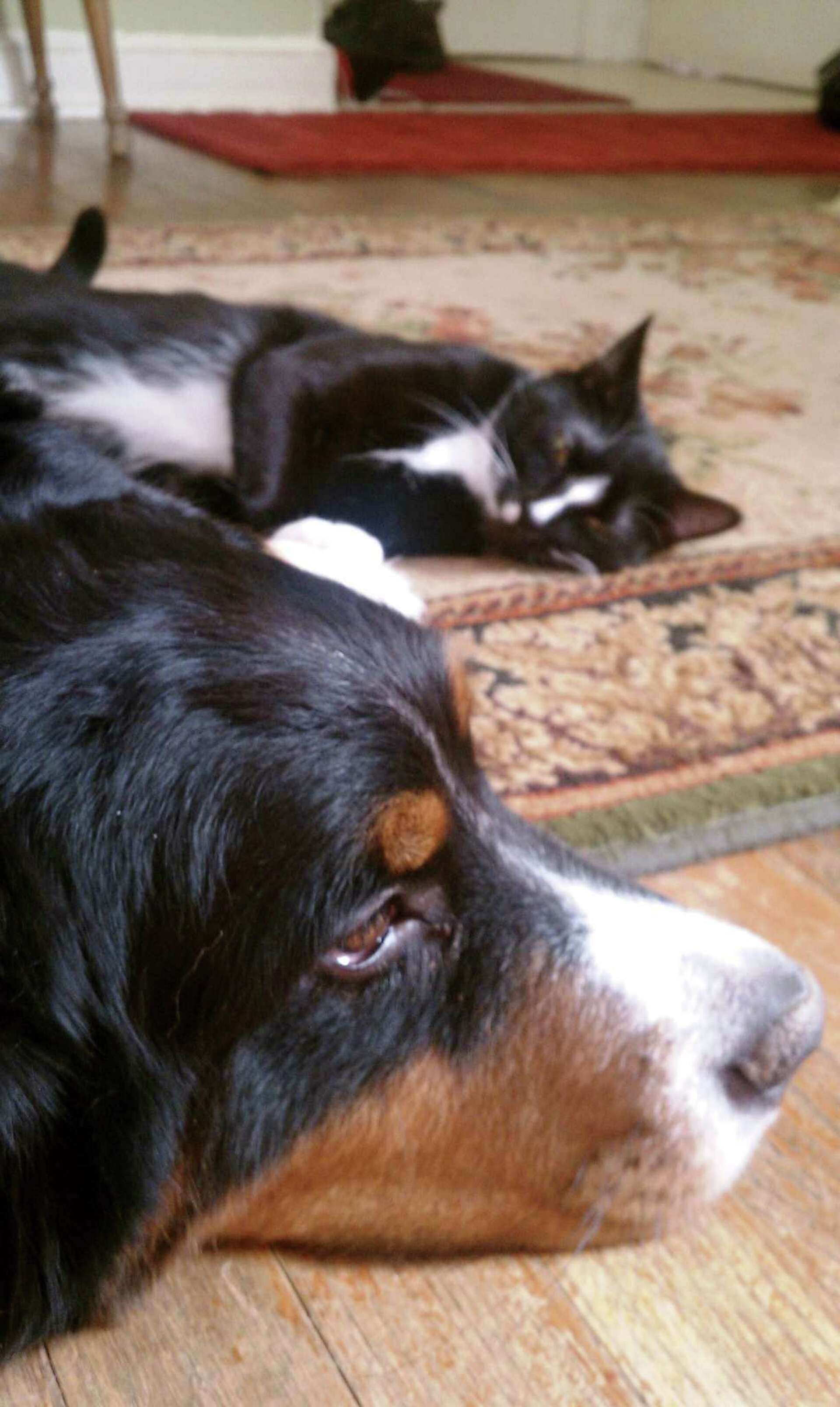 Tips To Keep Pets Safe During Dangerous Weather
