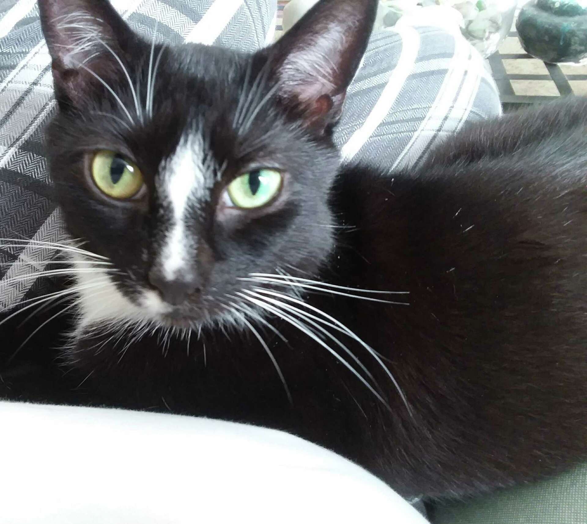 Tips To Keep Pets Safe During Dangerous Weather