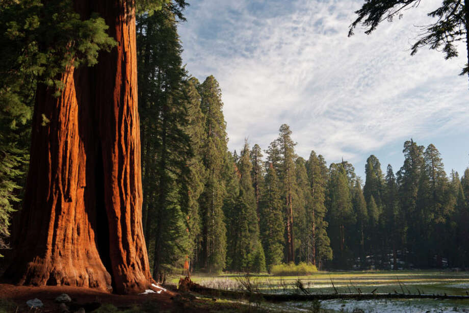 Kings Canyon, Sequoia mobbed after Yosemite closes - SFGate