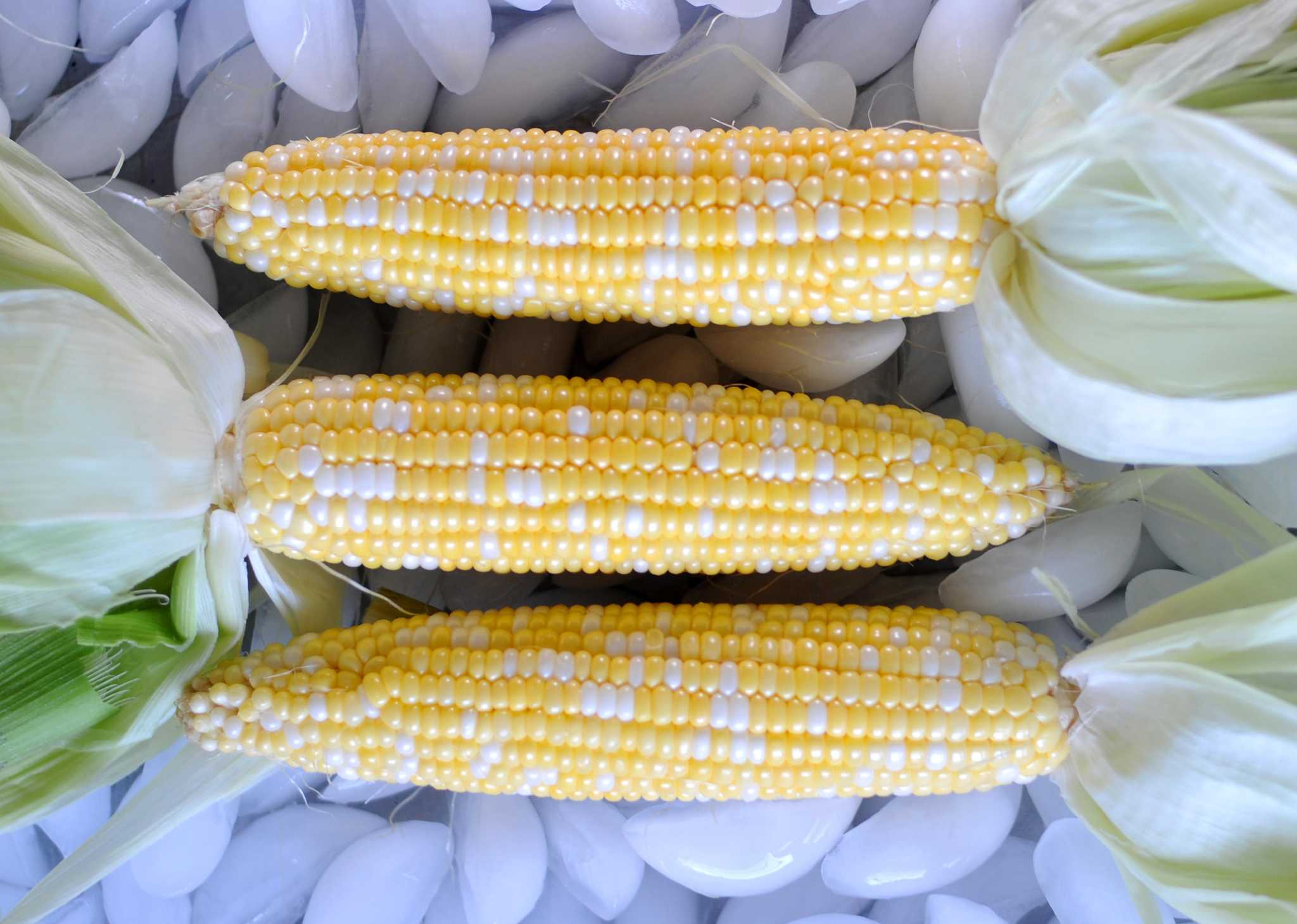 Corn is best served cold in these 6 summery recipes