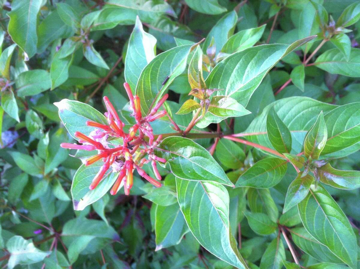 The plants that will attract fall hummingbirds, butterflies