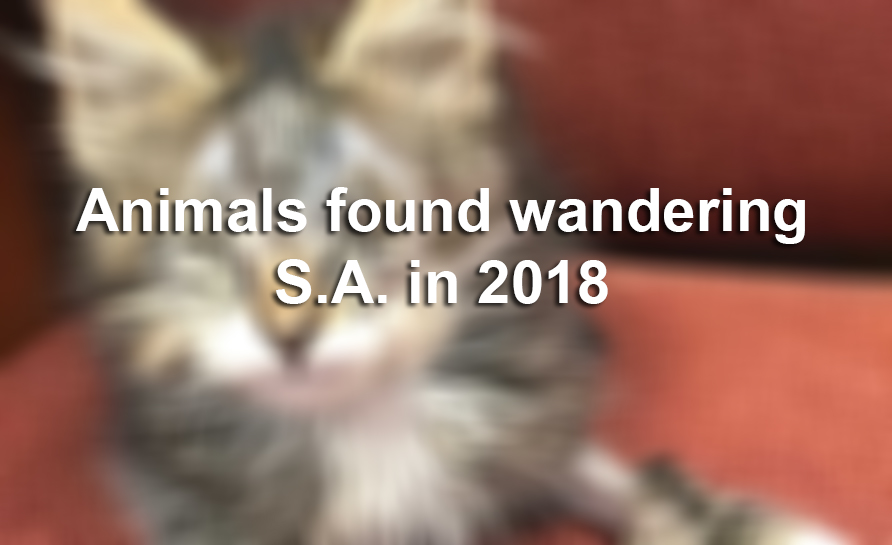 Animals wandering around S.A. in 2018
