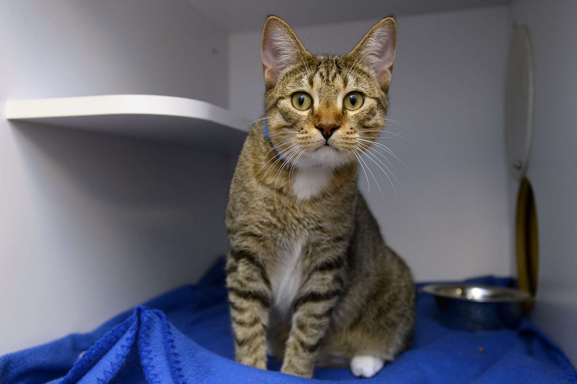 Photos: Adoptable pets at Humane Society