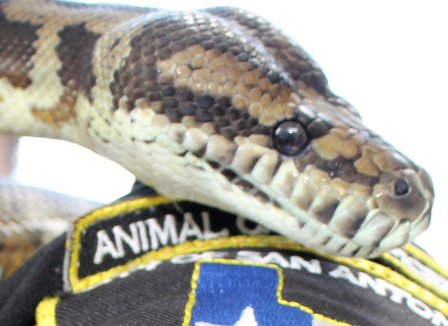 A 100-pound tortoise, a goat and a python among the animals found ...