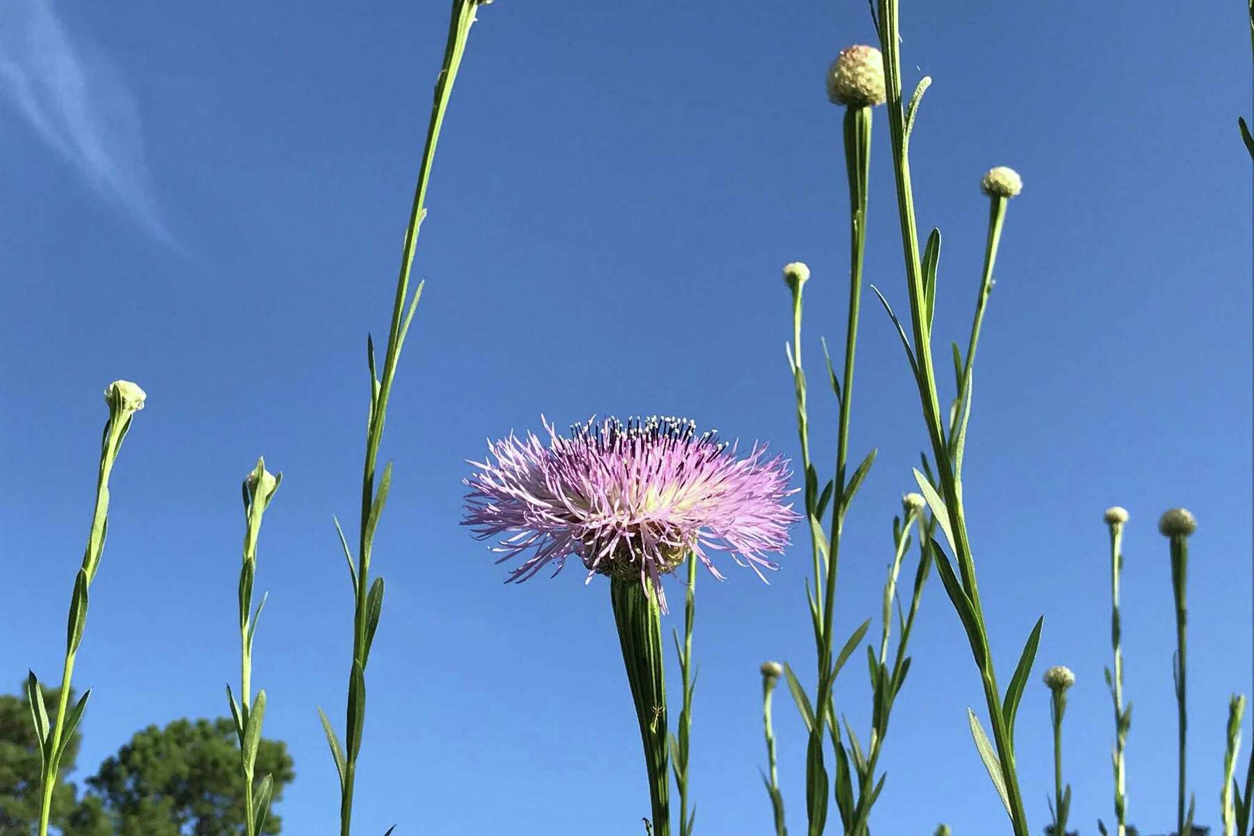 Purple Flower With Stringy Petals | Best Flower Site