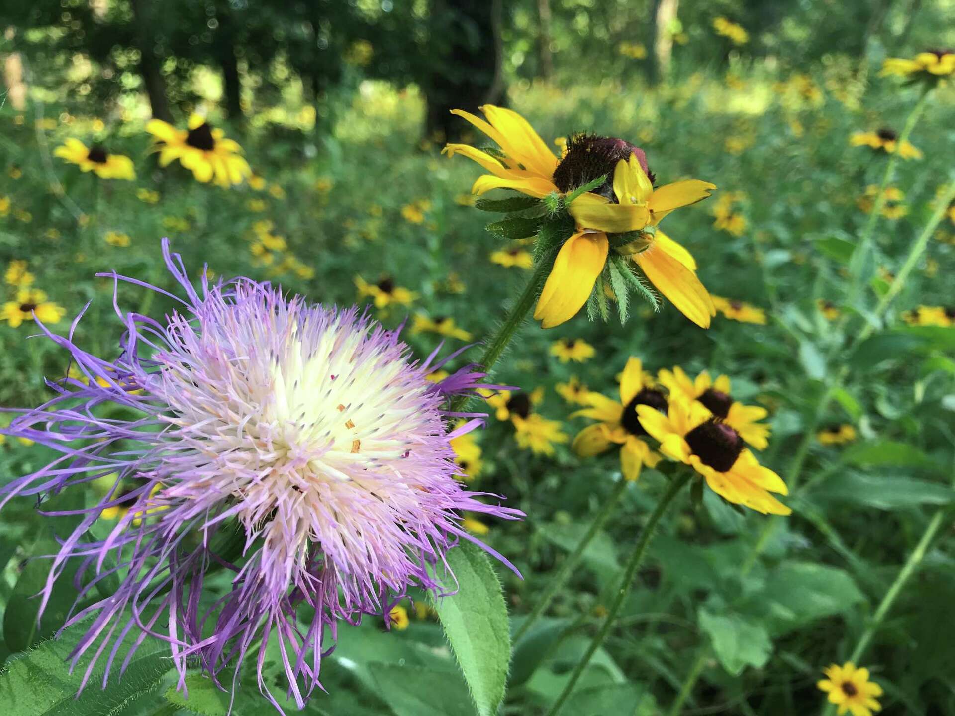 American basketflower provides a burst of benefits