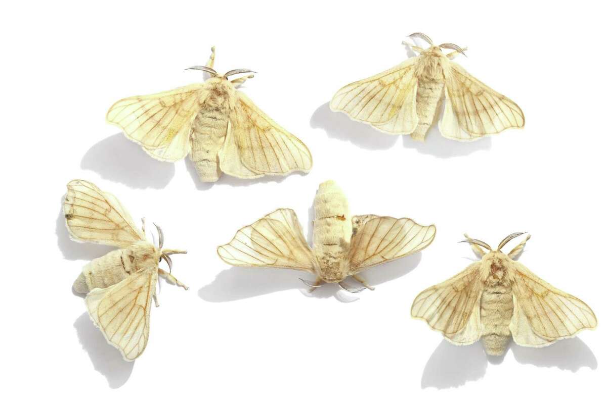 The short life of a silkworm moth