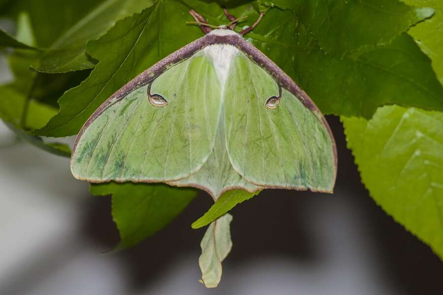The short life of a silkworm moth - HoustonChronicle.com