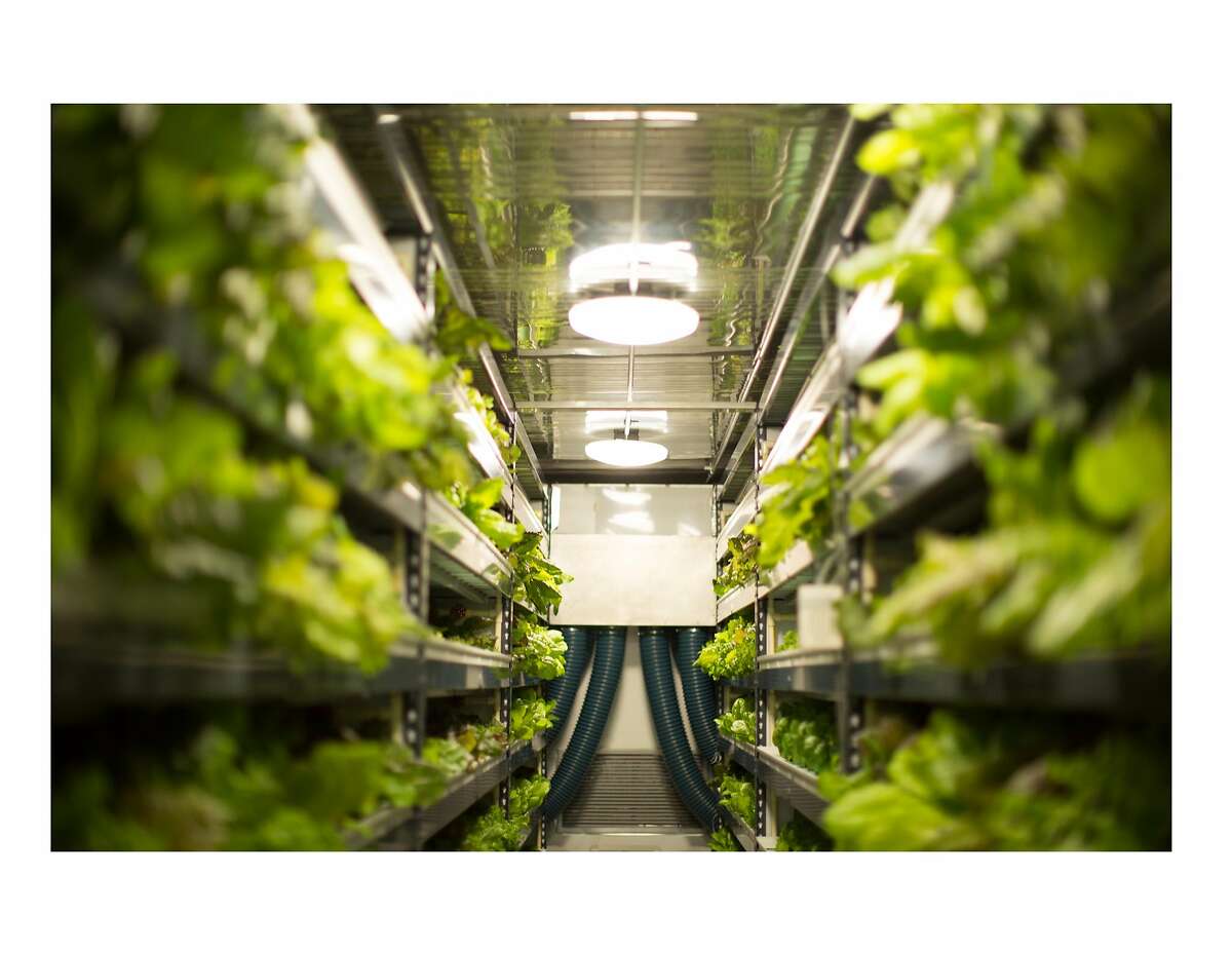 The Bay Area company building world’s largest vertical farm in Dubai