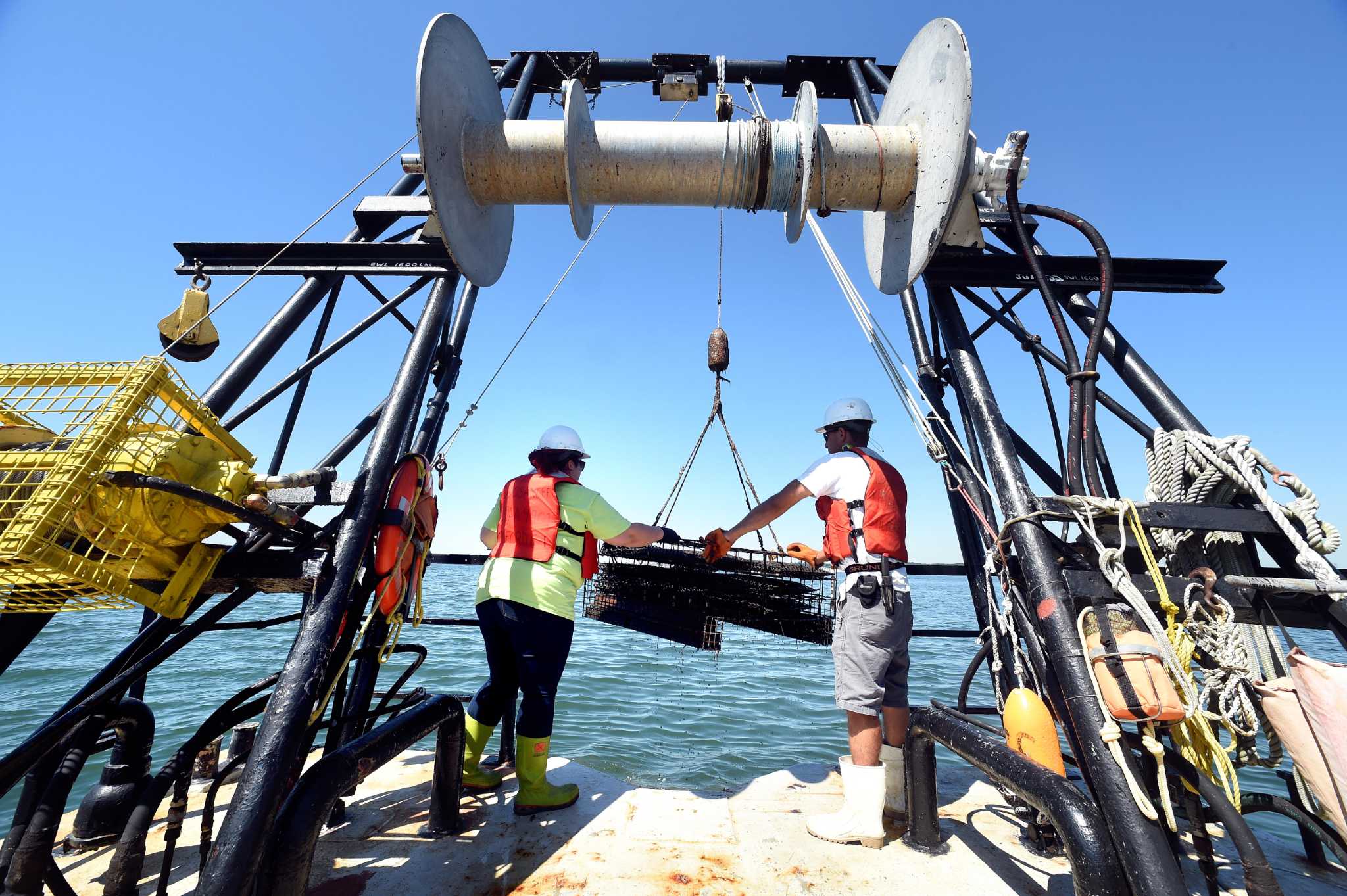 GoPro cameras let scientists know how fish act near oyster cages
