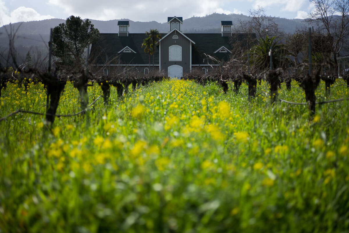 Corison: Highway 29’s most intimate experience for ageworthy Cabernet