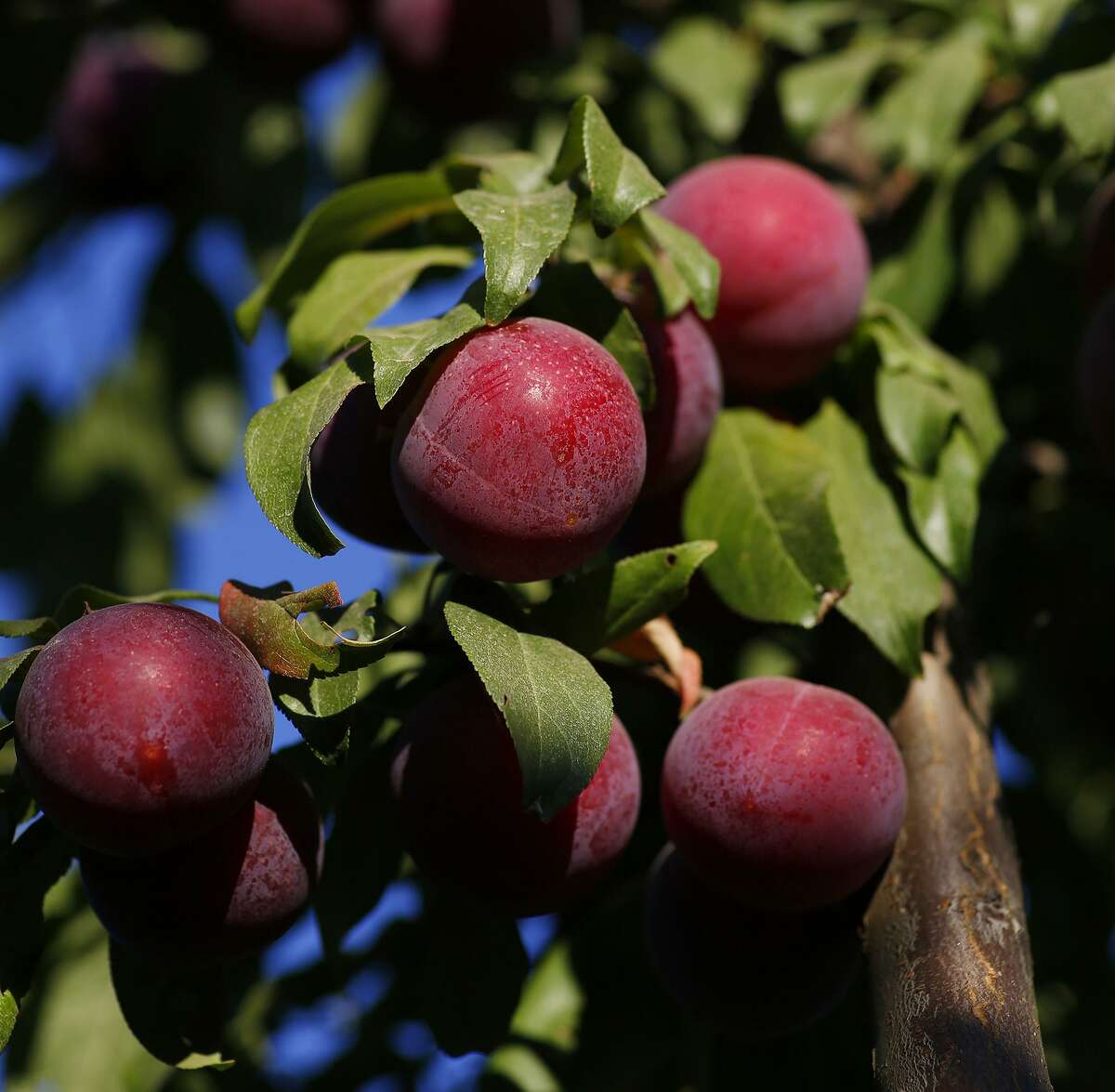 Plums and cherries marry into a delicious new hybrid