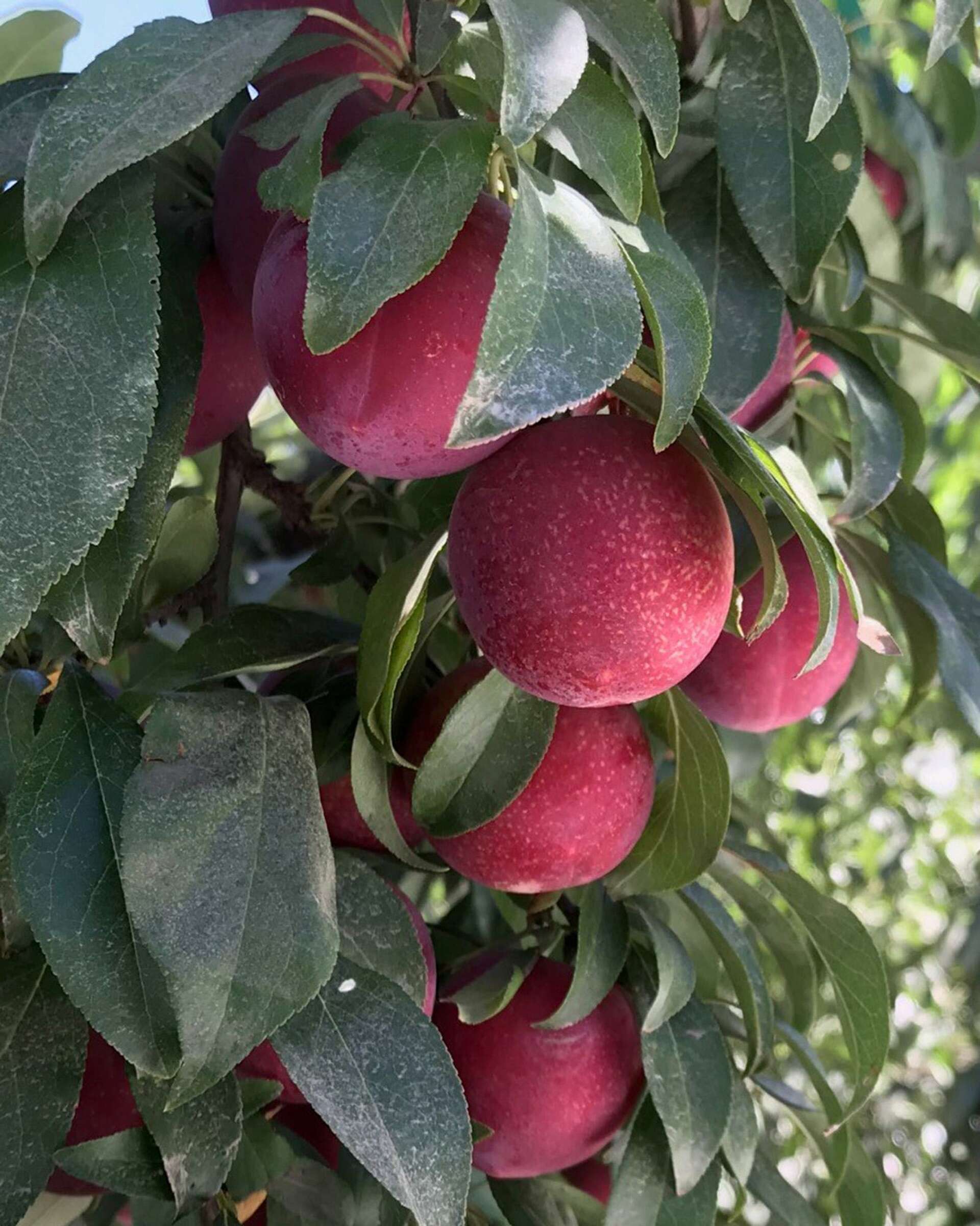 Plums and cherries marry into a delicious new hybrid