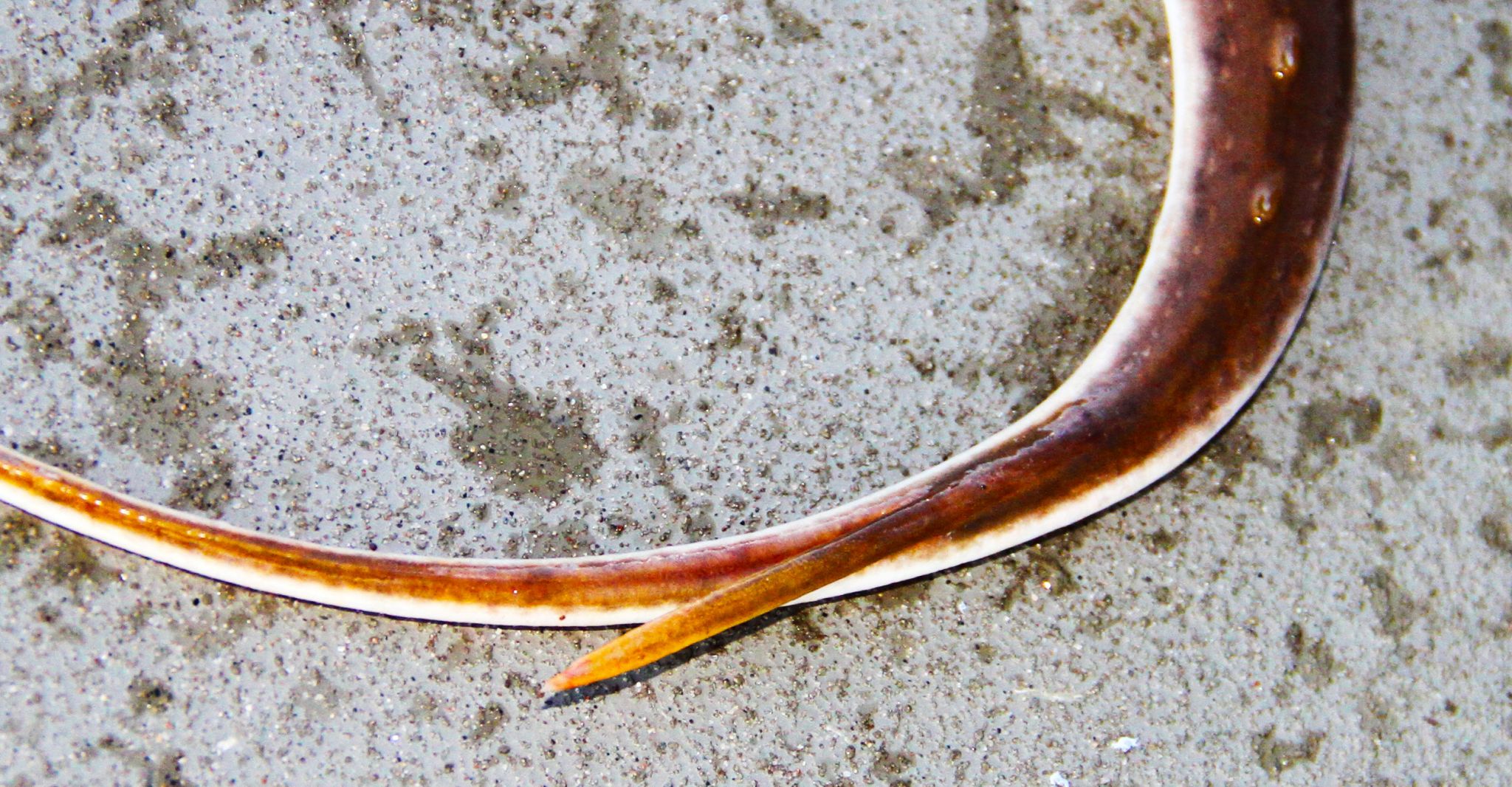 When fish-related injuries occur, be prepared