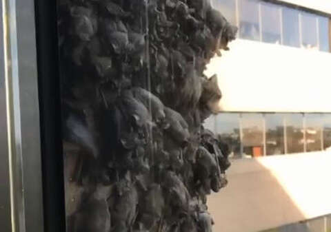 Why nearly 100 bats are hanging along a Houston office building
