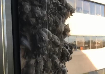 Why nearly 100 bats are hanging along a Houston office building