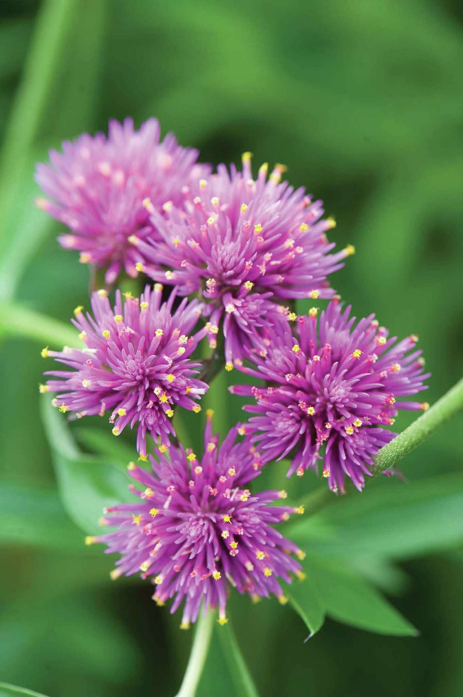 Gomphrena adds a bit of whimsy to the garden landscape
