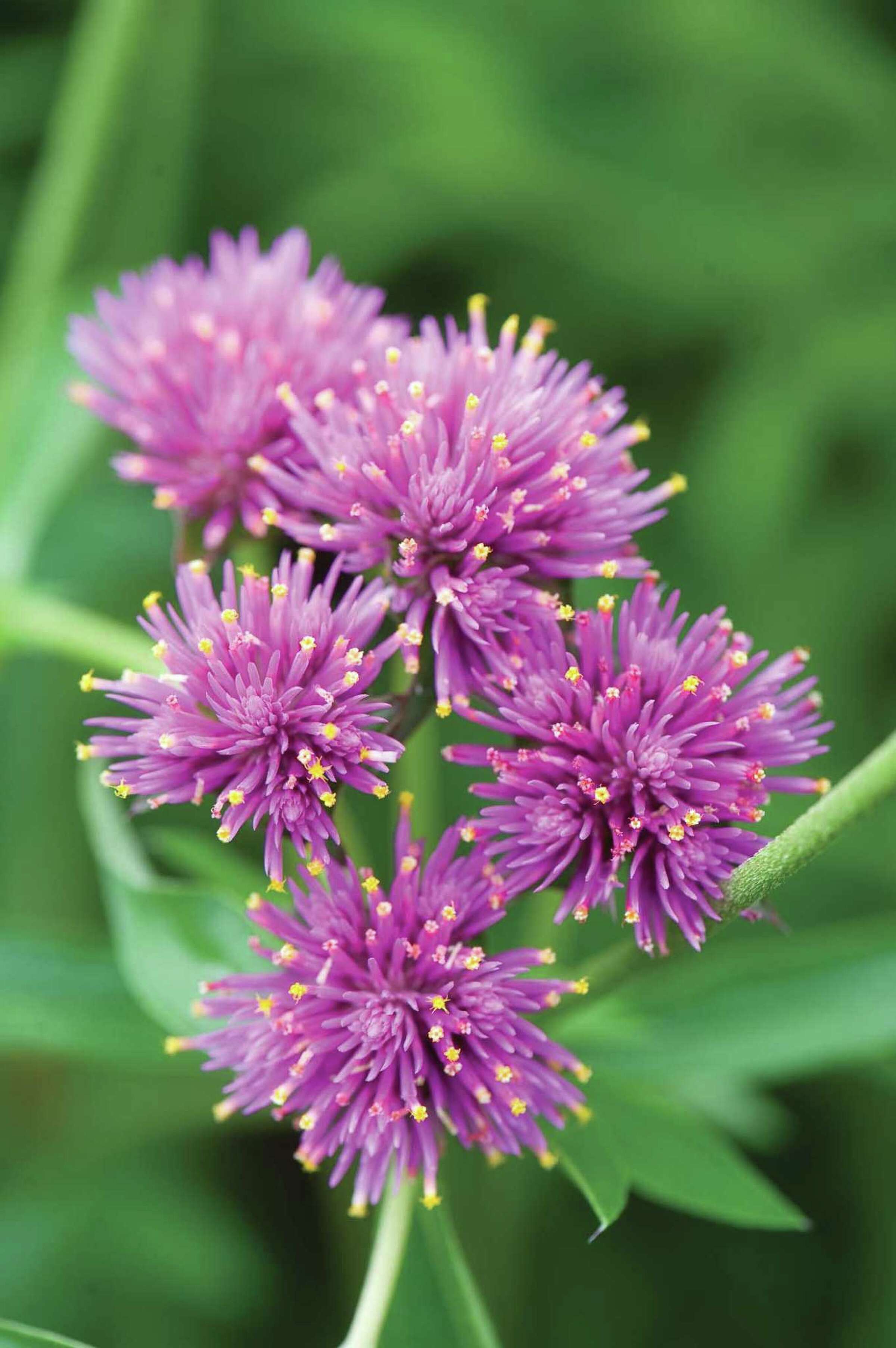 Gomphrena adds a bit of whimsy to the garden landscape